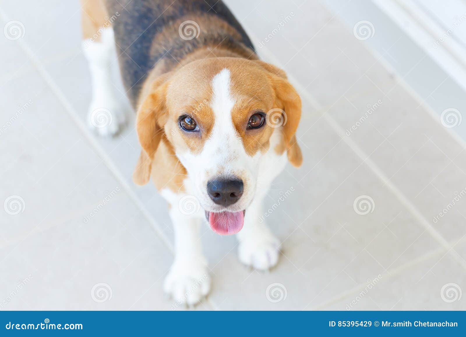 Close up beagle dog stock image. Image of pedigree, purebred - 85395429
