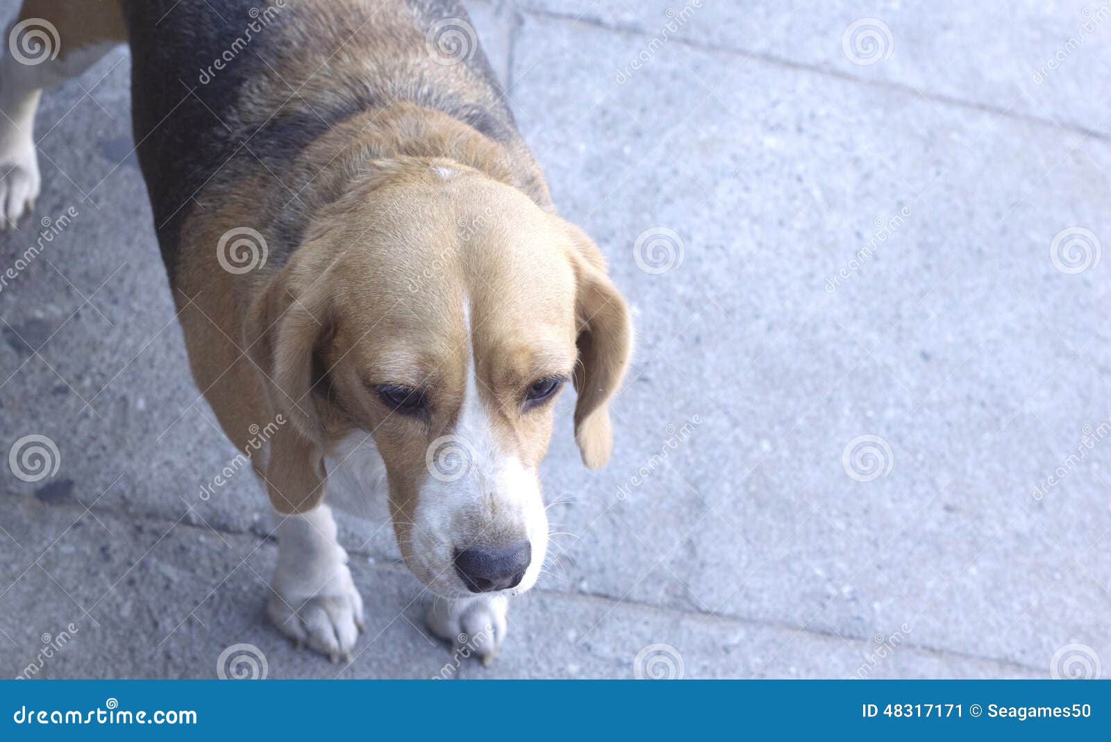 Close Up Beagle Dog Looking Stock Image - Image of looking, animal ...