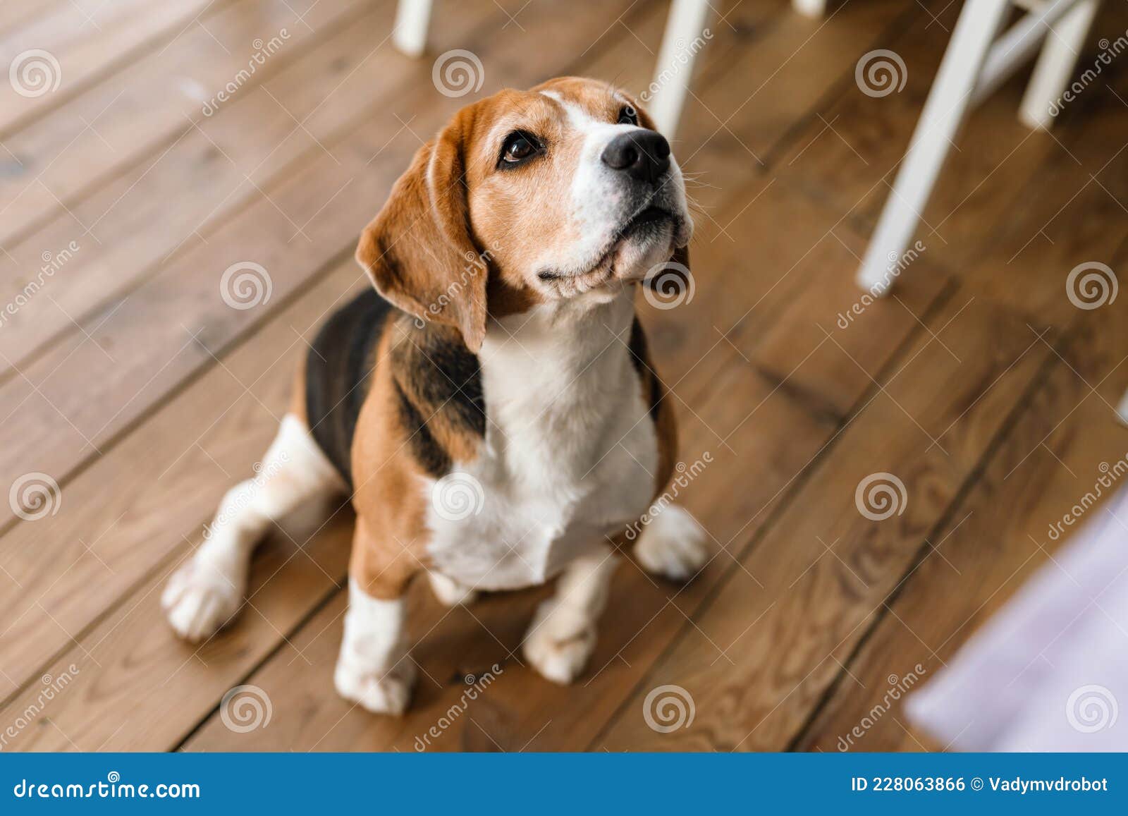 Close Up of a Beagle Dog Standing Stock Photo - Image of home, beagle ...