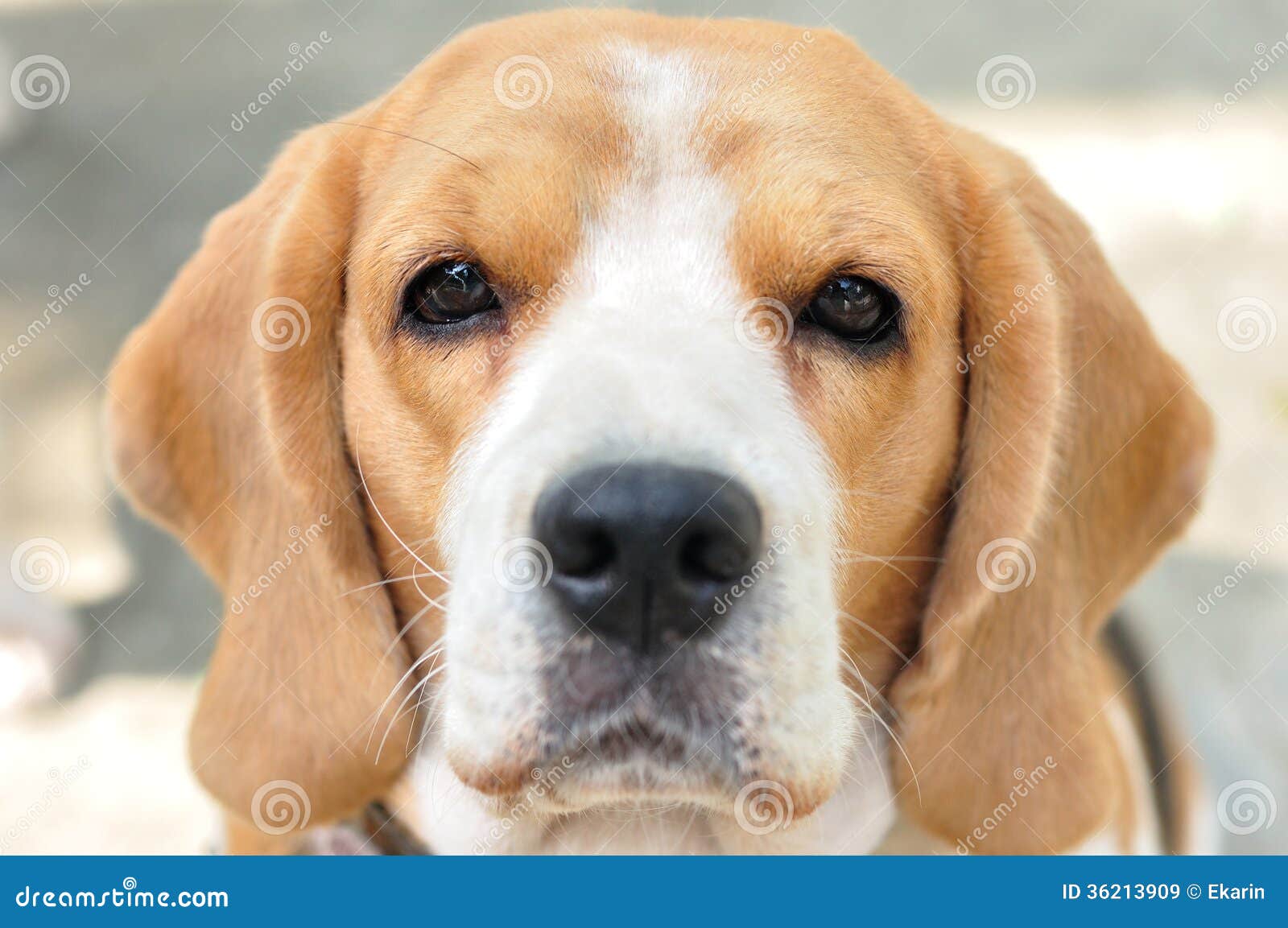 Close Up Beagle Face Eyes Focus. Stock Image - Image of nose, hunting ...