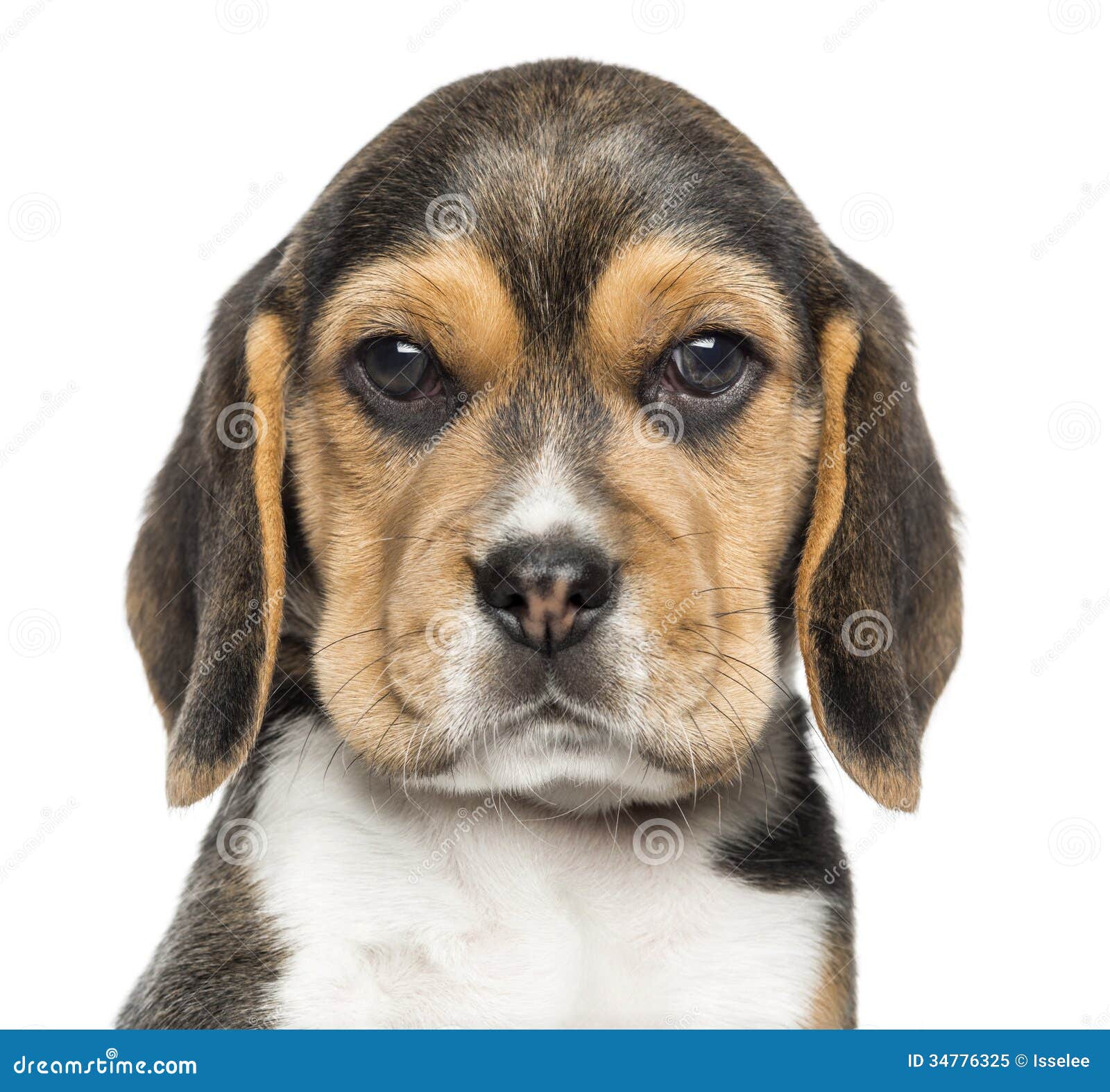 Close-up of a Beagle Puppy Looking at the Camera, Isolated Stock Image ...