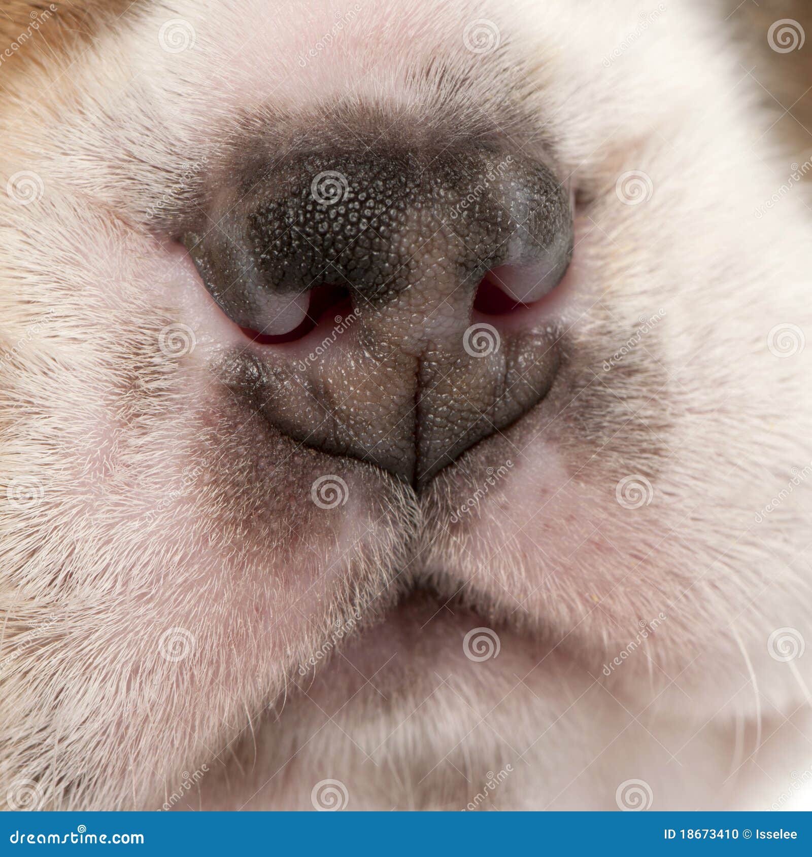 Close-up of Beagle Puppy S Nose Stock Photo - Image of face, close ...