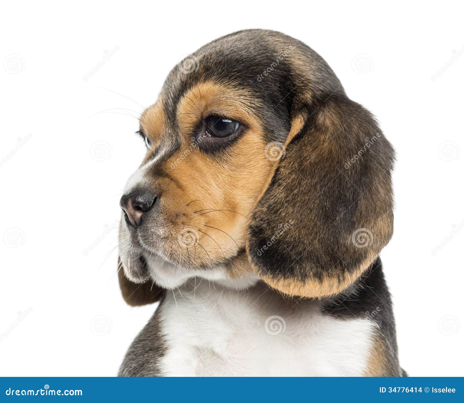 Close-up of a Beagle Puppy S Profile, Isolated Stock Photo - Image of ...