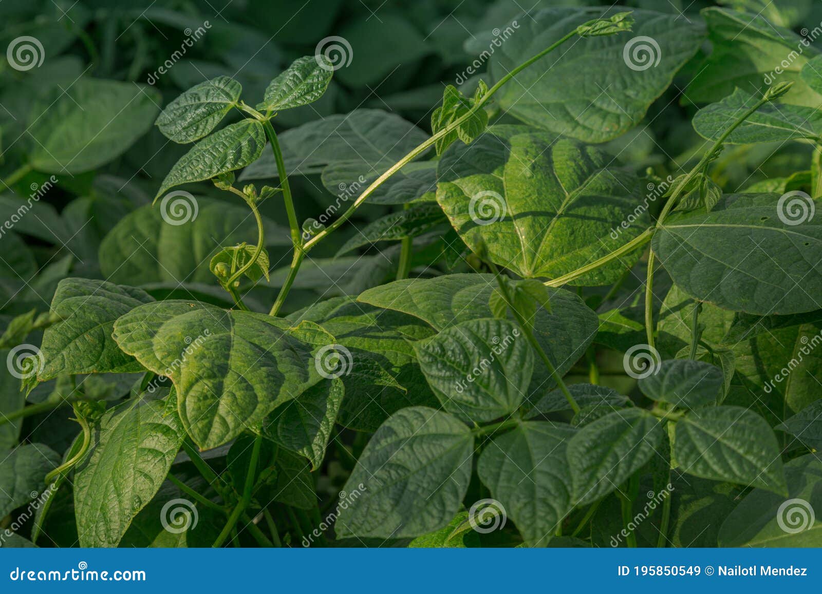 Close Up Bean Crop Field in Mexico Stock Image - Image of grow, country ...