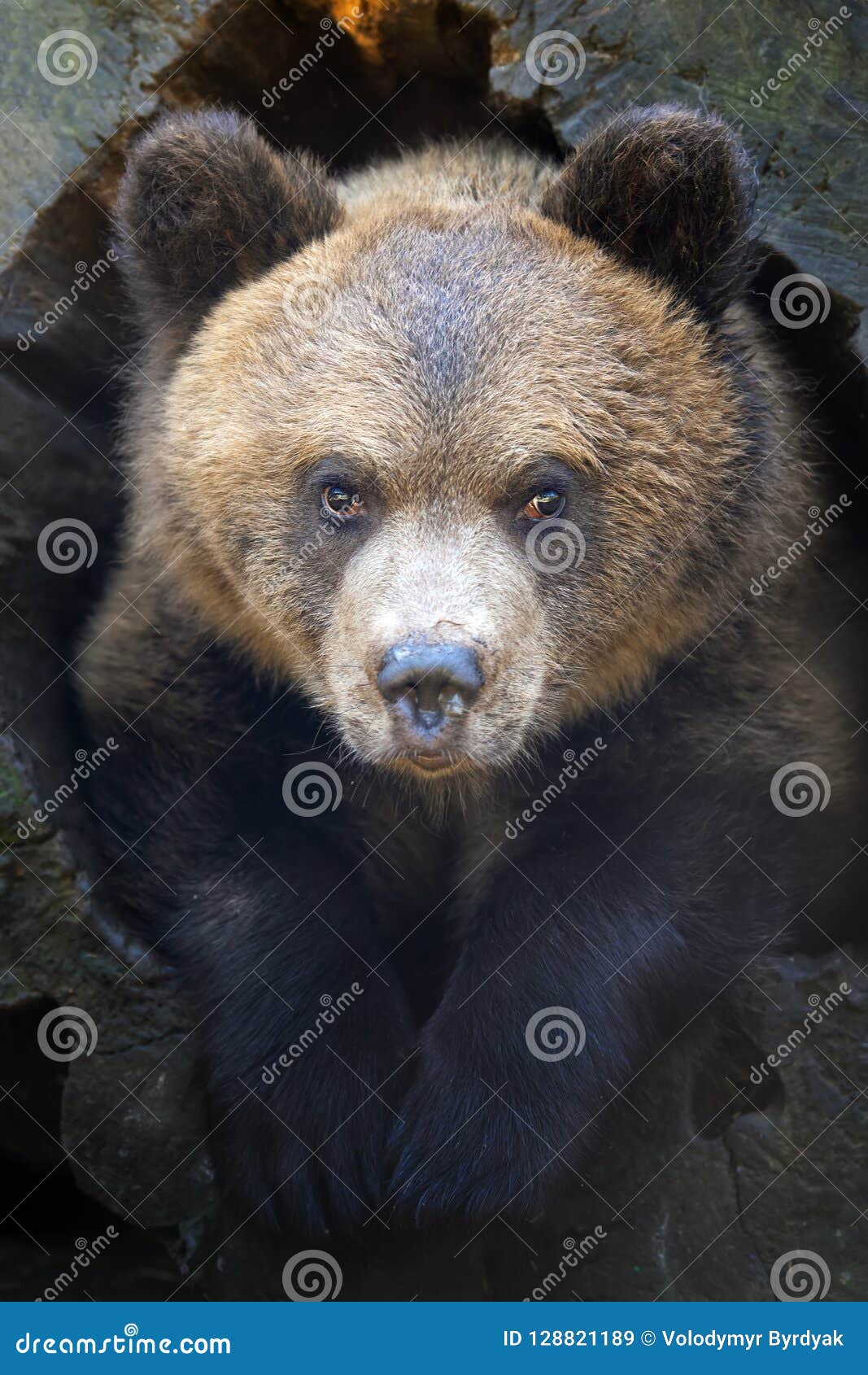 Close up bear cub portrait stock image. Image of habitat - 128821189