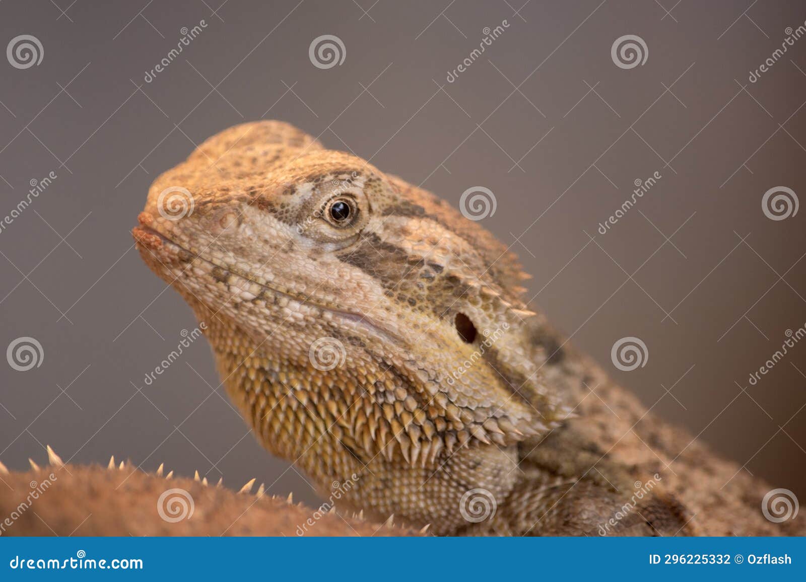 This is a Close Up of a Beard Dragon Stock Photo - Image of lizard ...
