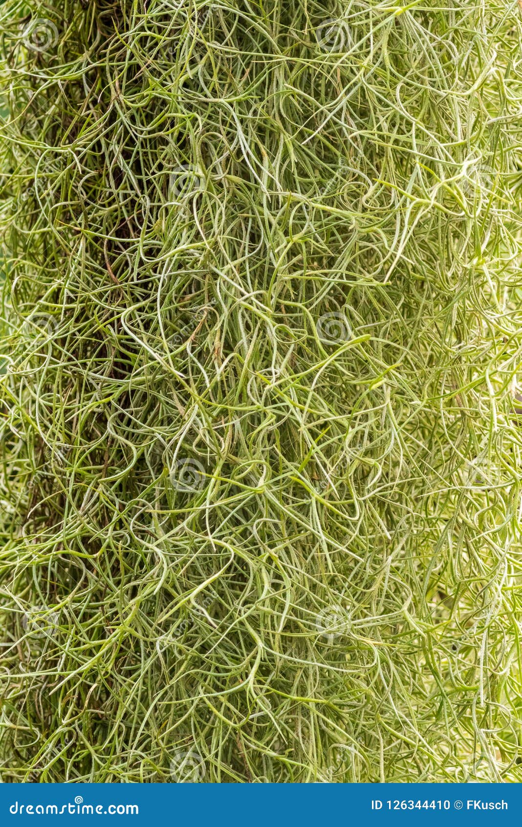 Close-Up of Beard Lichen, Alectoria Sarmentosa Stock Photo - Image of ...