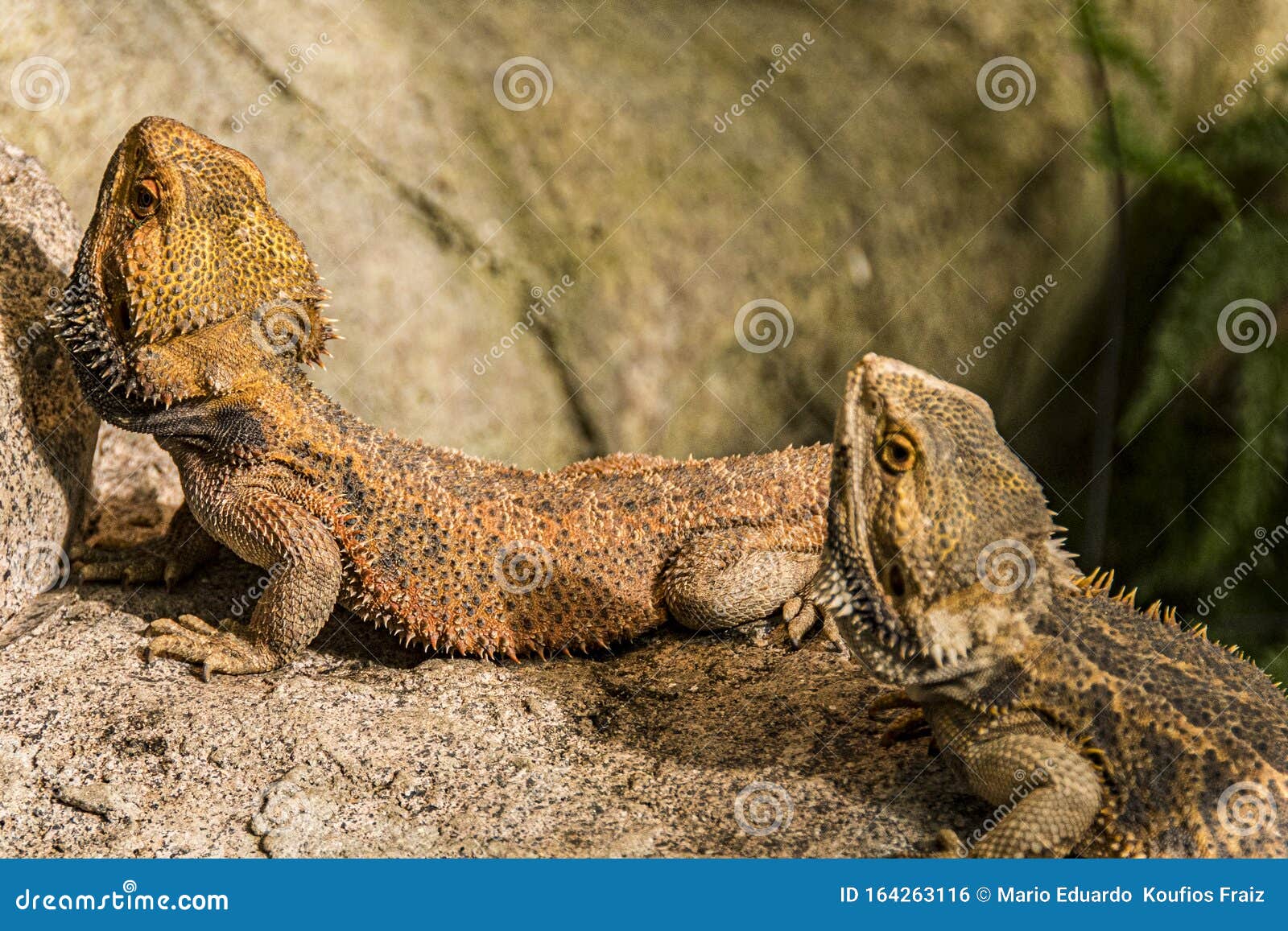 Close-up of Bearded Dragons on a Rock Stock Photo - Image of eucalyptus ...
