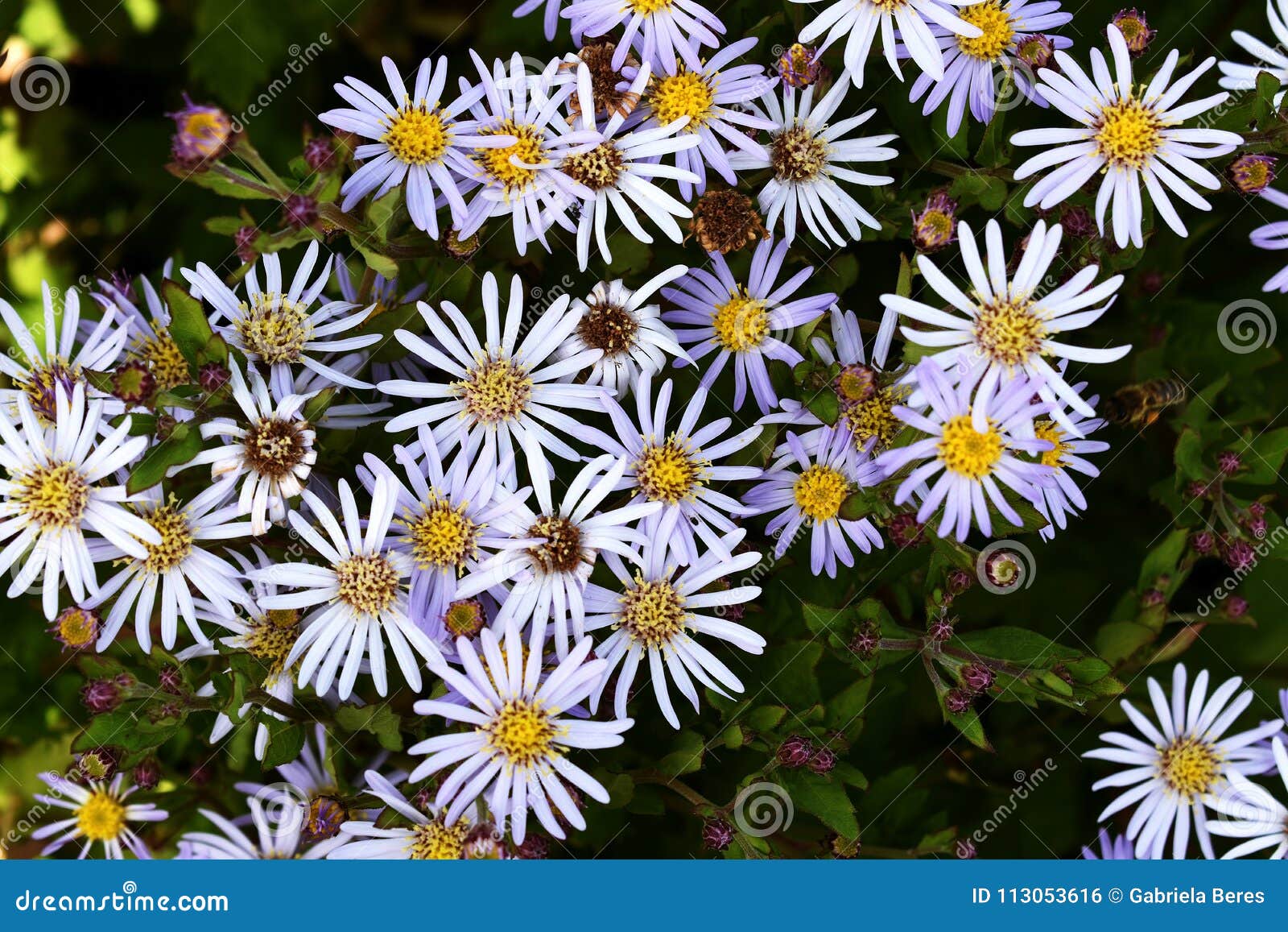 Beautiful Aster Laevis Smooth Aster Flowers Stock Photo - Image of ...