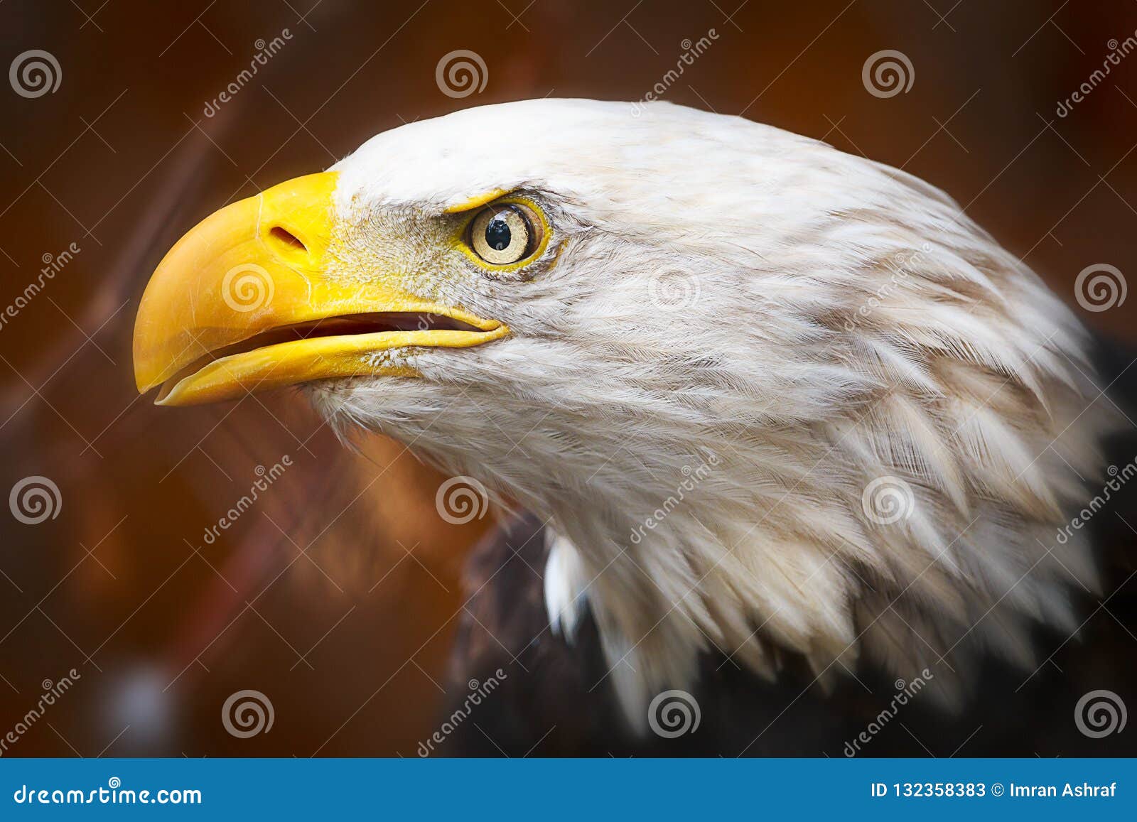 Close Up of a Beautiful Bald Eagle Stock Image - Image of head ...