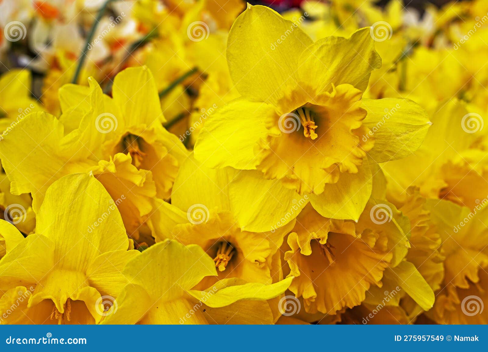 Close-up of Beautiful Big Yellow Daffodils. Stock Image - Image of ...