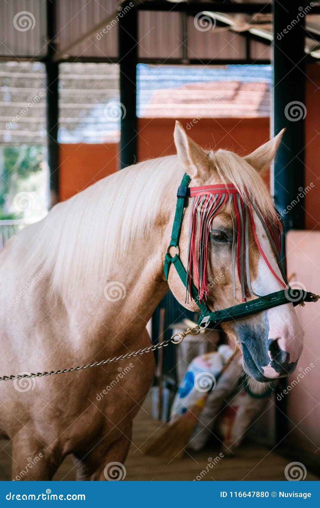 Close Up Horse Face Standing in Barn Stock Photo - Image of animal ...