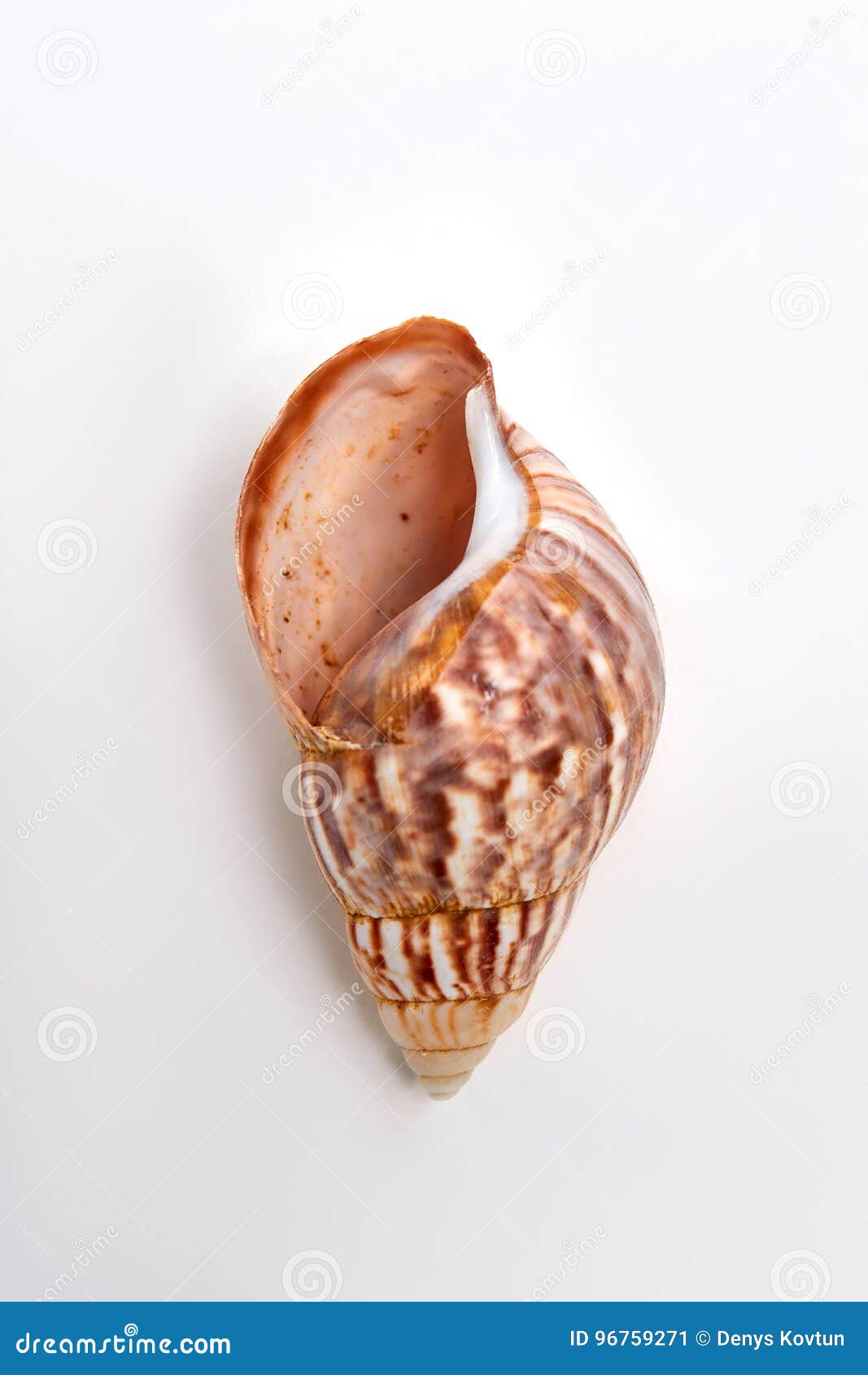 Close Up of Beautiful Brown Shell. Stock Image - Image of colored ...