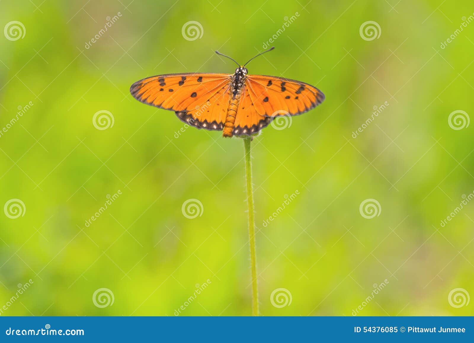 Close Up Beautiful Butterfly (Tawny Coster, Acraea Violae) and Stock ...