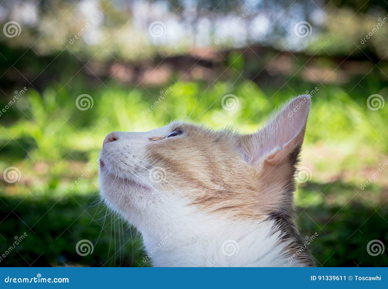 Close Up of Beautiful Calico Cat Looking Up at a Bird in Tree Outdoors ...
