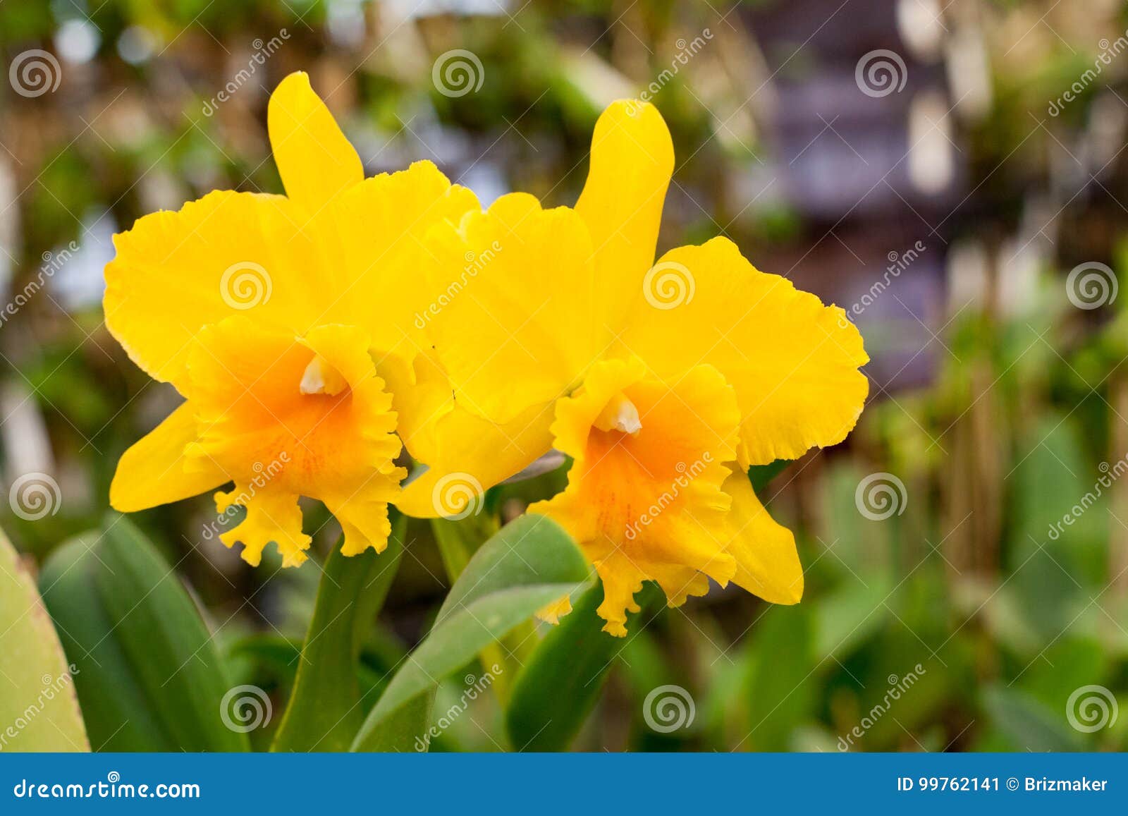 Close Up Beautiful Cattleya Orchid. Stock Image - Image of decoration ...