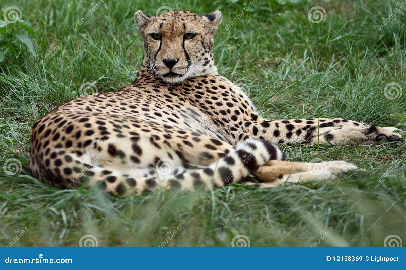 Close-up of a Beautiful Cheetah Stock Image - Image of nature, laying ...