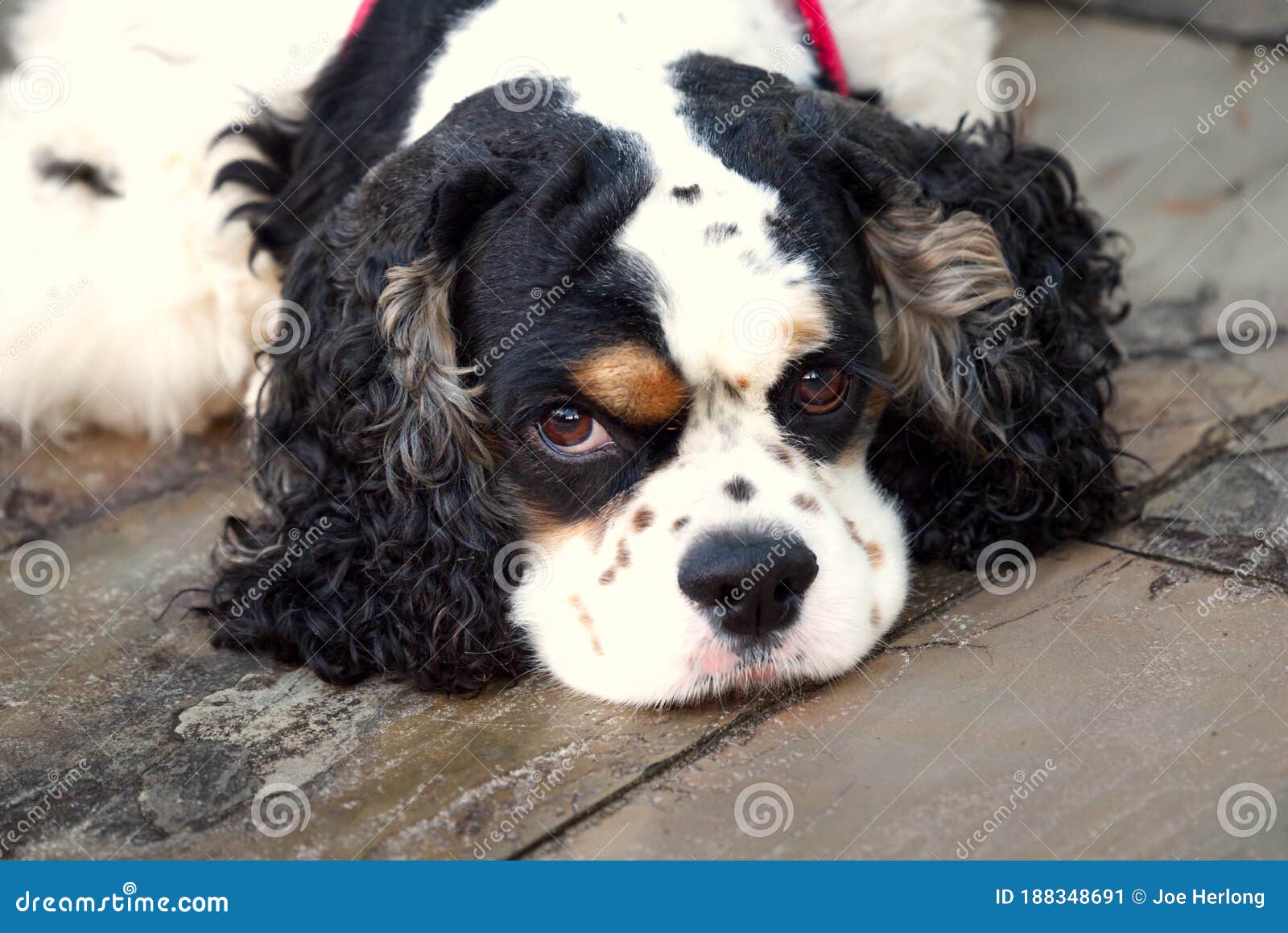 A Close Up of a Beautiful Cocker Spaniel Lying Down.. Stock Image ...