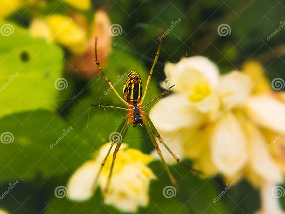 Close Up of Beautiful Colored Spiders in the Wild Stock Image - Image ...