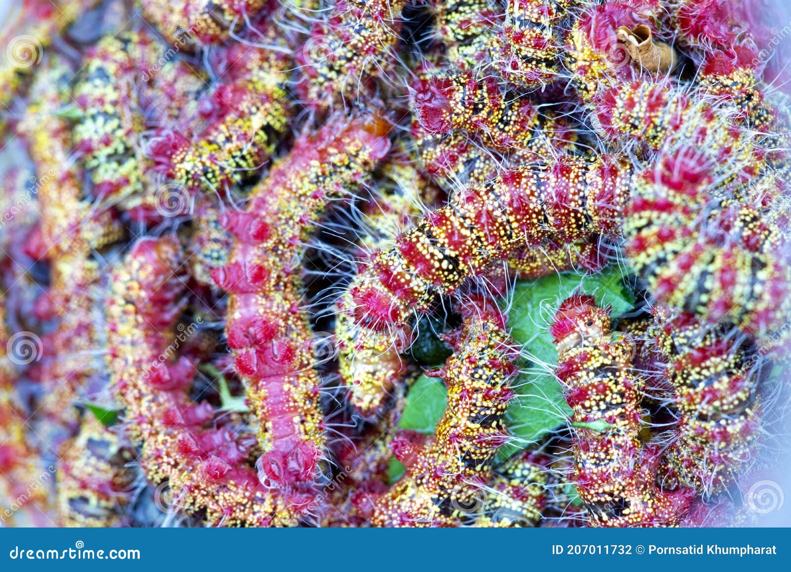 Close Up of Beautiful Colored Worms Farmers Pests Stock Photo - Image ...