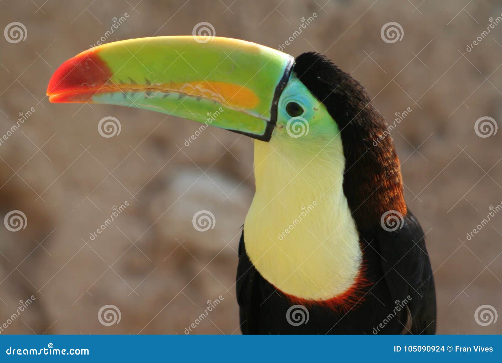 Colorful beak of a toucan stock photo. Image of branch - 105090924