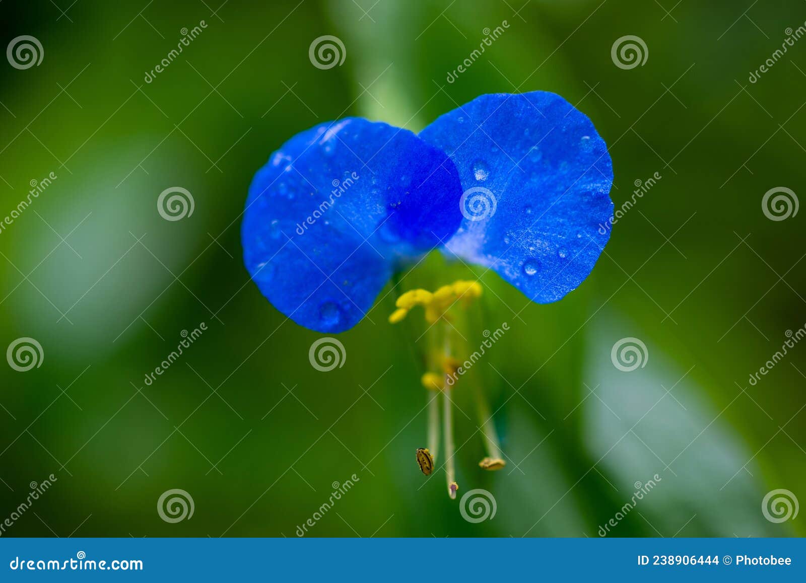 Close-up of Beautiful Commelina Communis Flowers Stock Photo - Image of ...