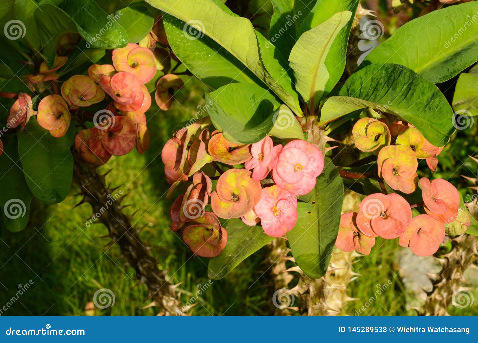 Beautiful Crown of Thorns Flower with Leaf and Green Background Stock ...