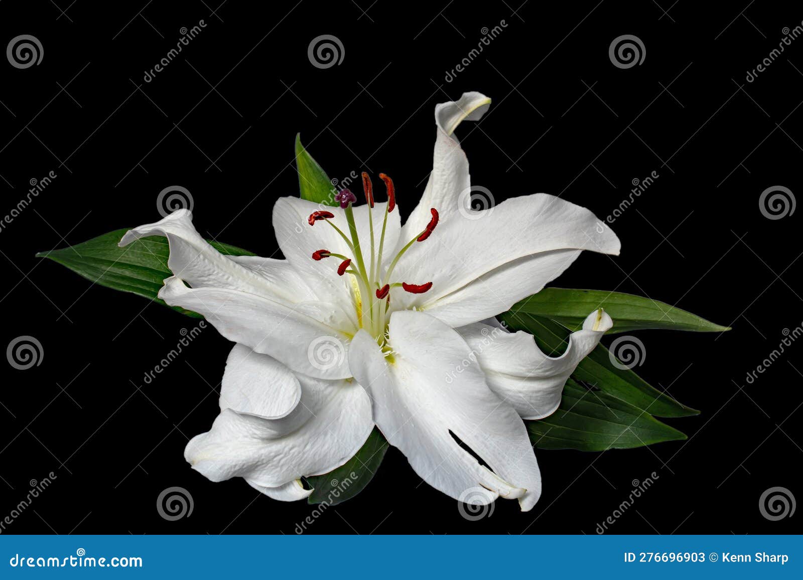 Close Up Beautiful Curving White Lily on a Black Background Stock Image ...
