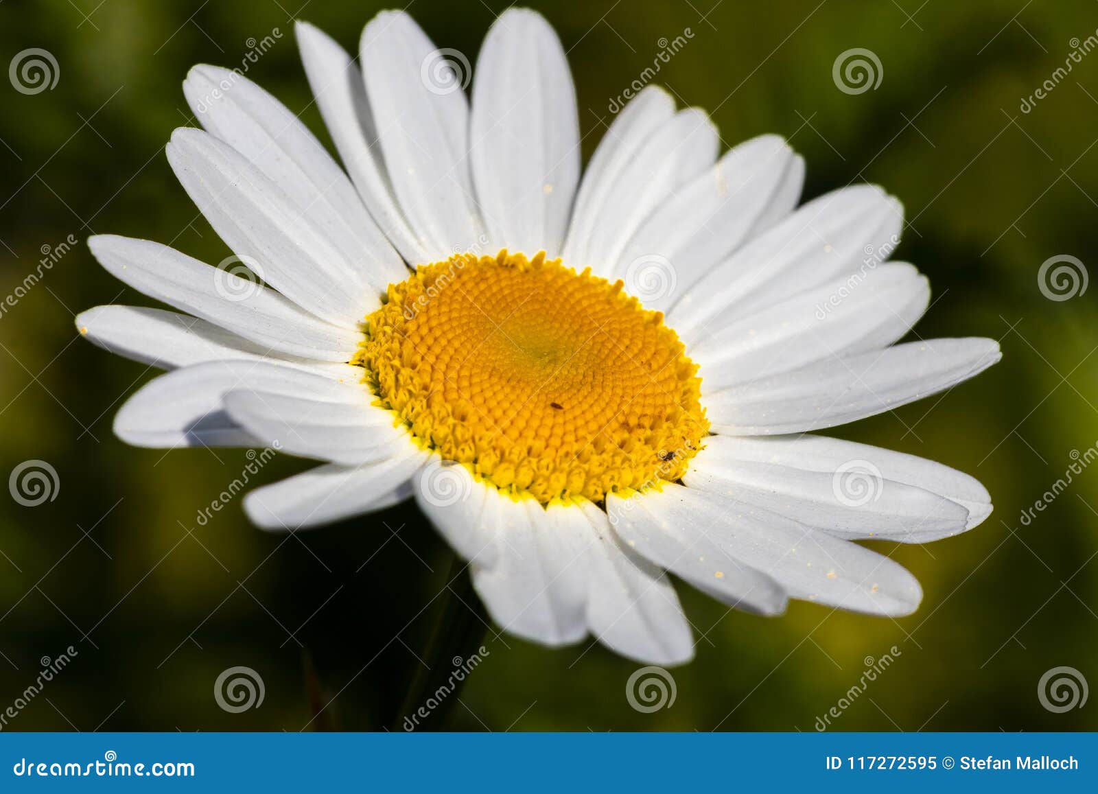 Close Up of a Beautiful Daisy Stock Image - Image of daisy, spring ...