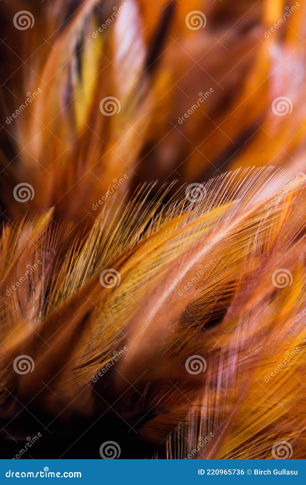 Close Up Beautiful Dark Brown Feather Texture Background Stock Photo ...