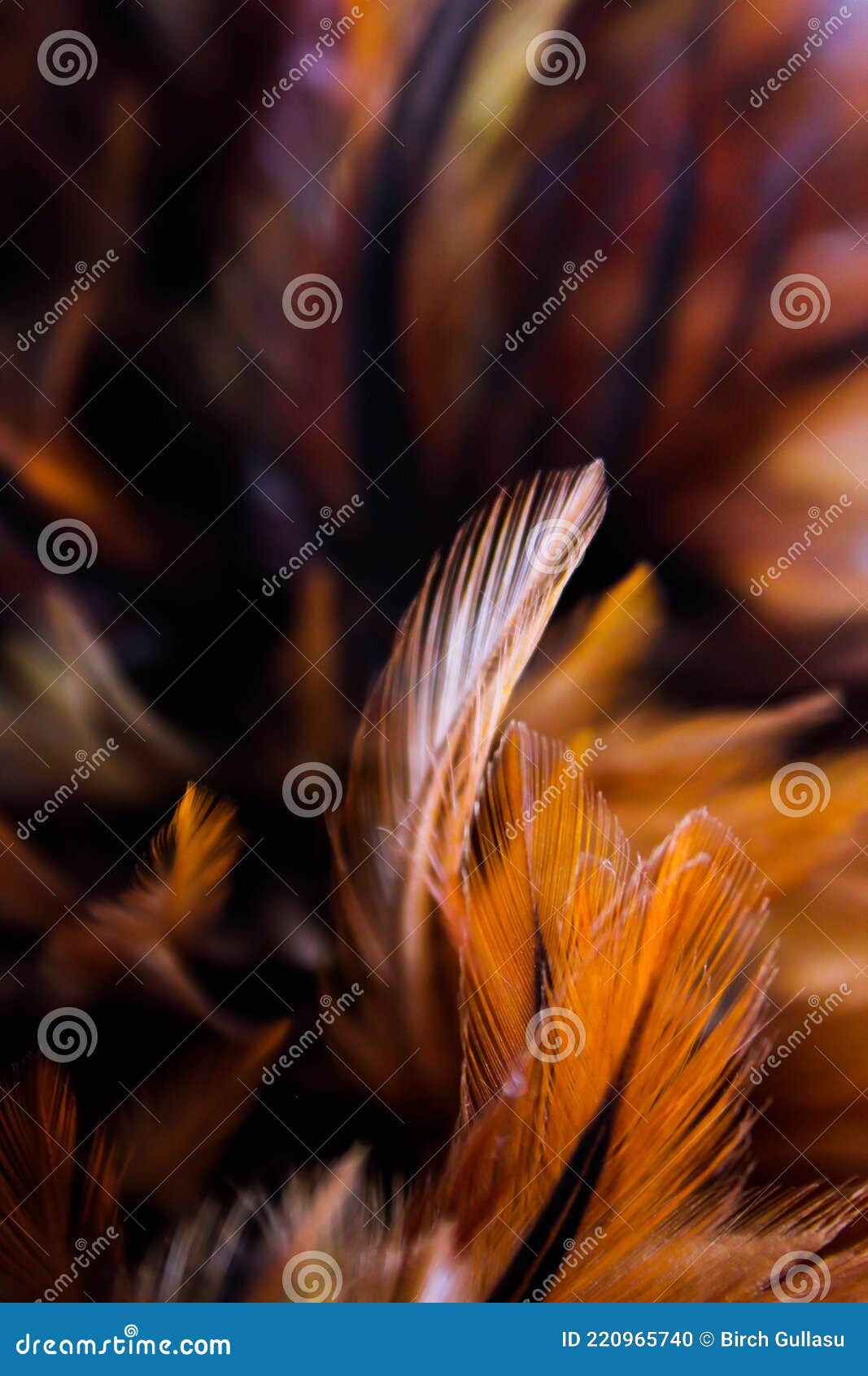 Close Up Beautiful Dark Brown Feather Texture Background Stock Photo ...