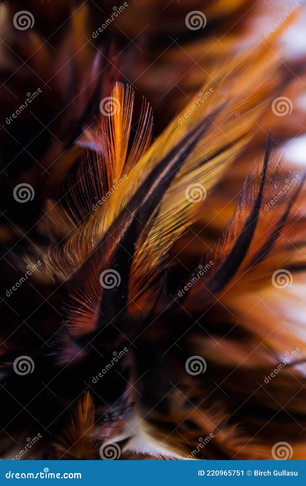 Close Up Beautiful Dark Brown Feather Texture Background Stock Image ...