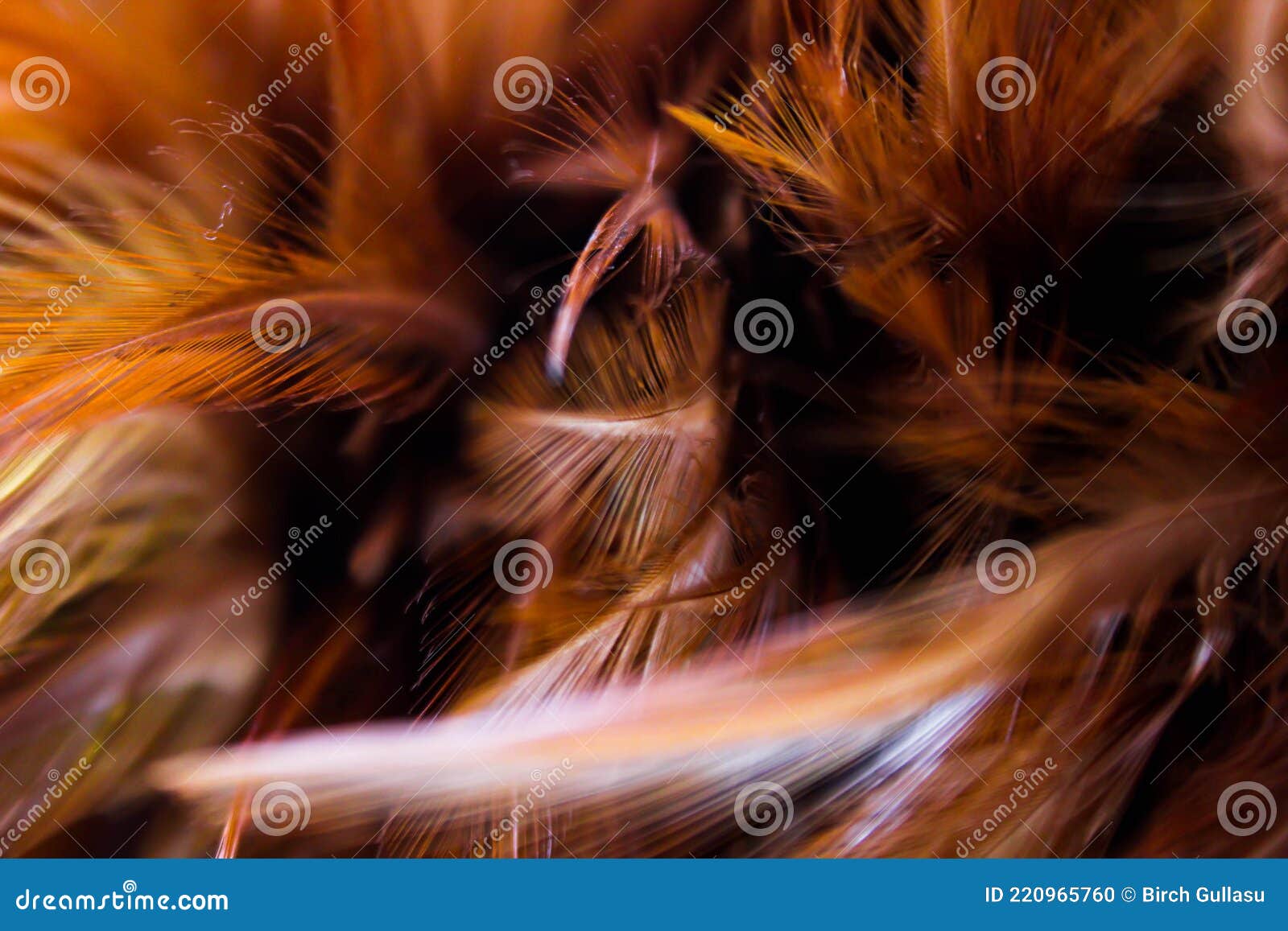 Close Up Beautiful Dark Brown Feather Texture Background Stock Photo ...