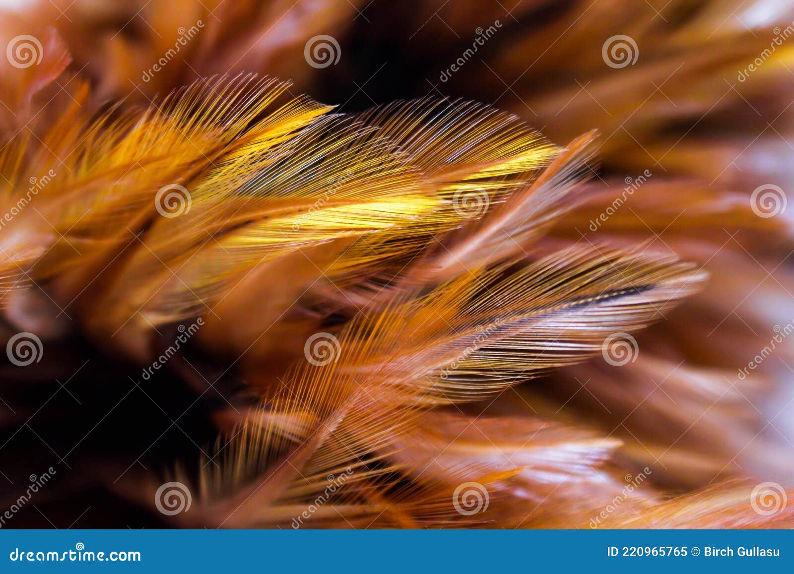 Close Up Beautiful Dark Brown Feather Texture Background Stock Image ...