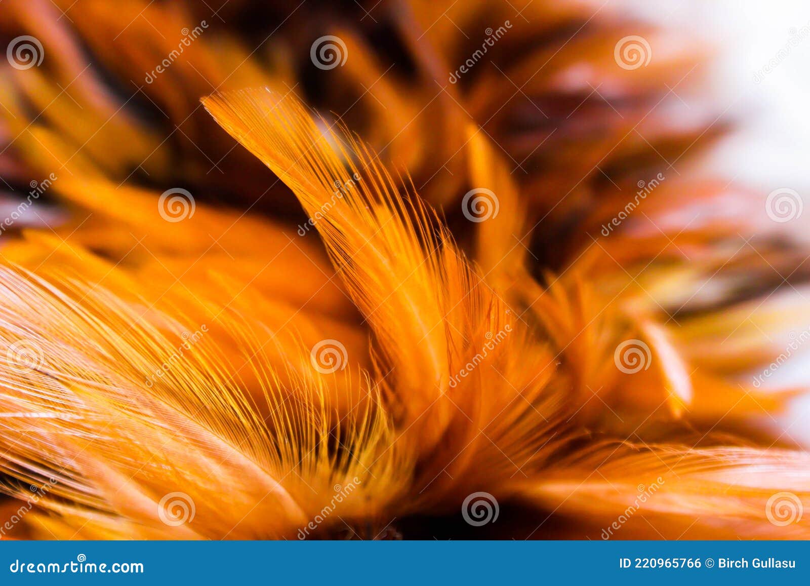 Close Up Beautiful Dark Brown Feather Texture Background Stock Photo ...