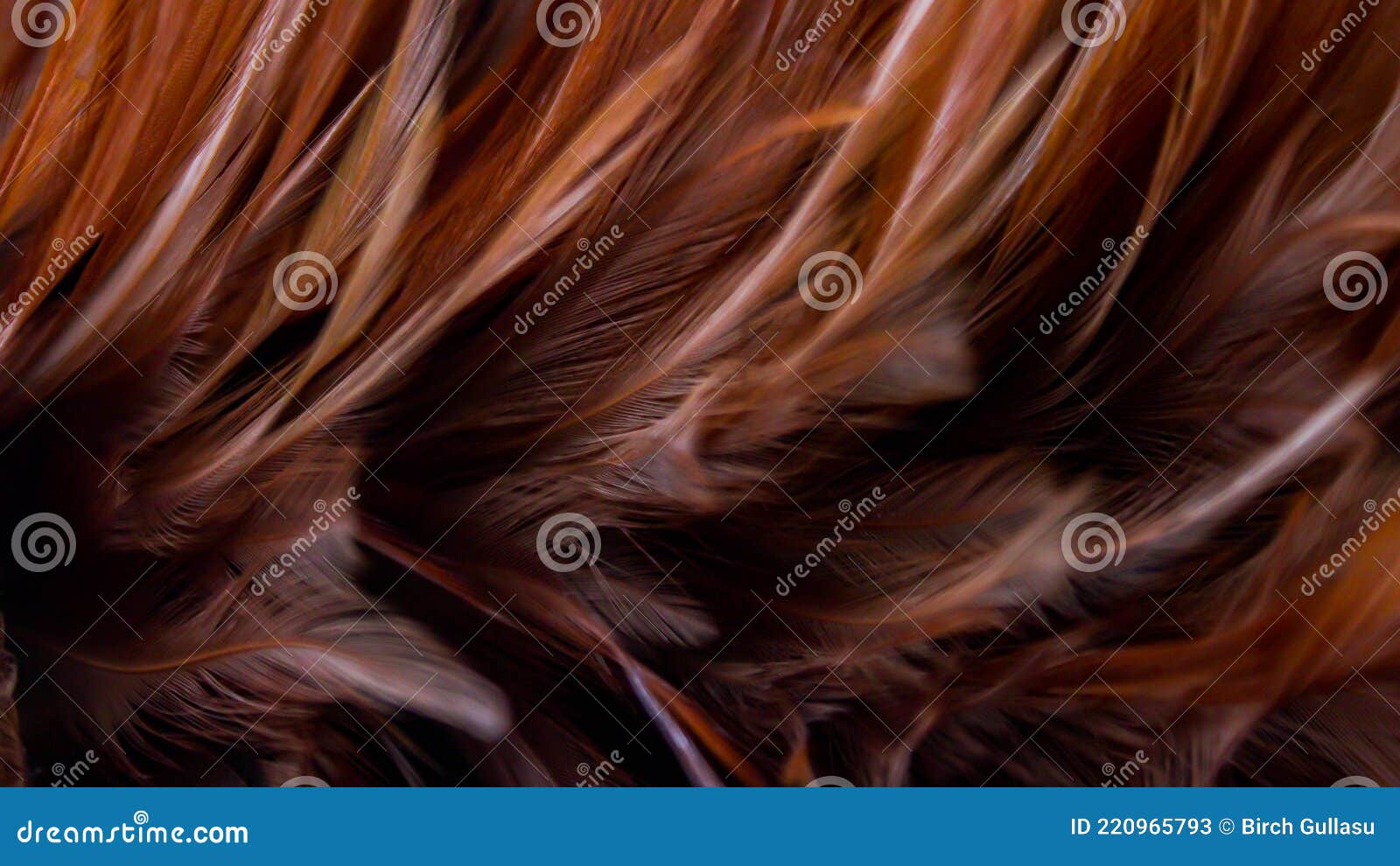 Close Up Beautiful Dark Brown Feather Texture Background Stock Image ...