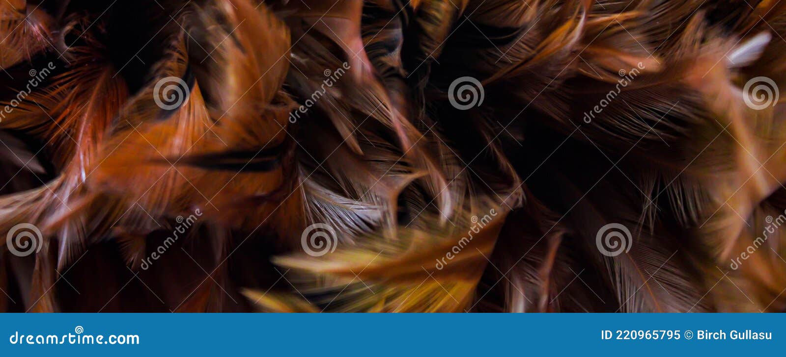 Close Up Beautiful Dark Brown Feather Texture Background Stock Image ...