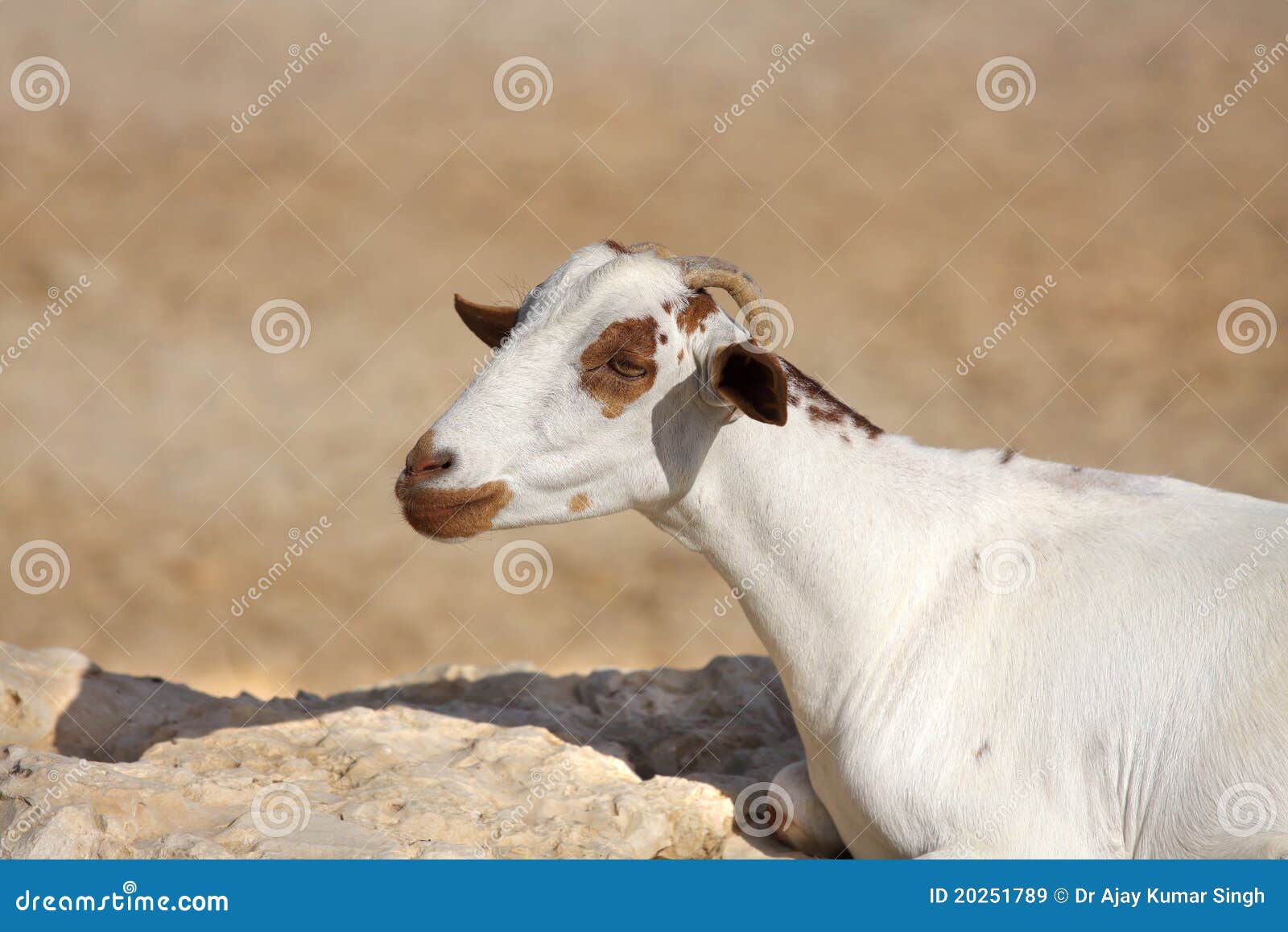 Close-up of a Beautiful Domestic Goat Stock Image - Image of nature ...