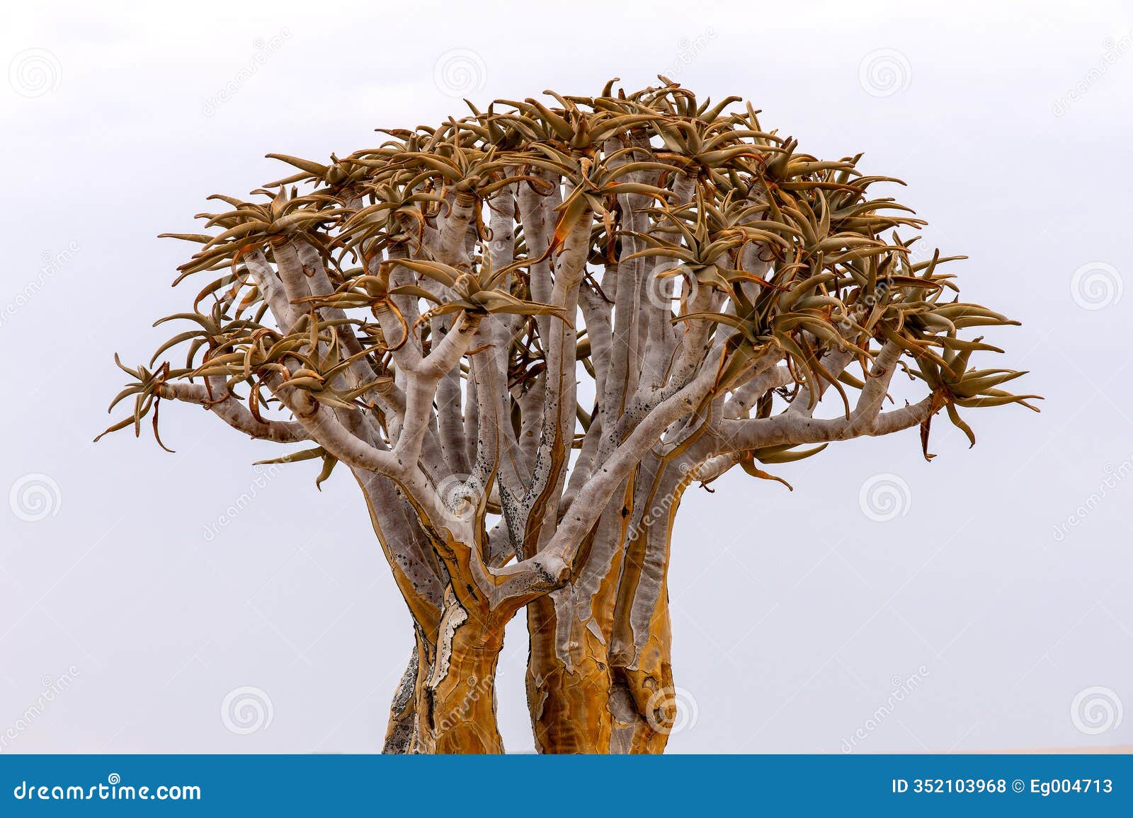 Quiver Tree Silhouette Stock Photography | CartoonDealer.com #39050810