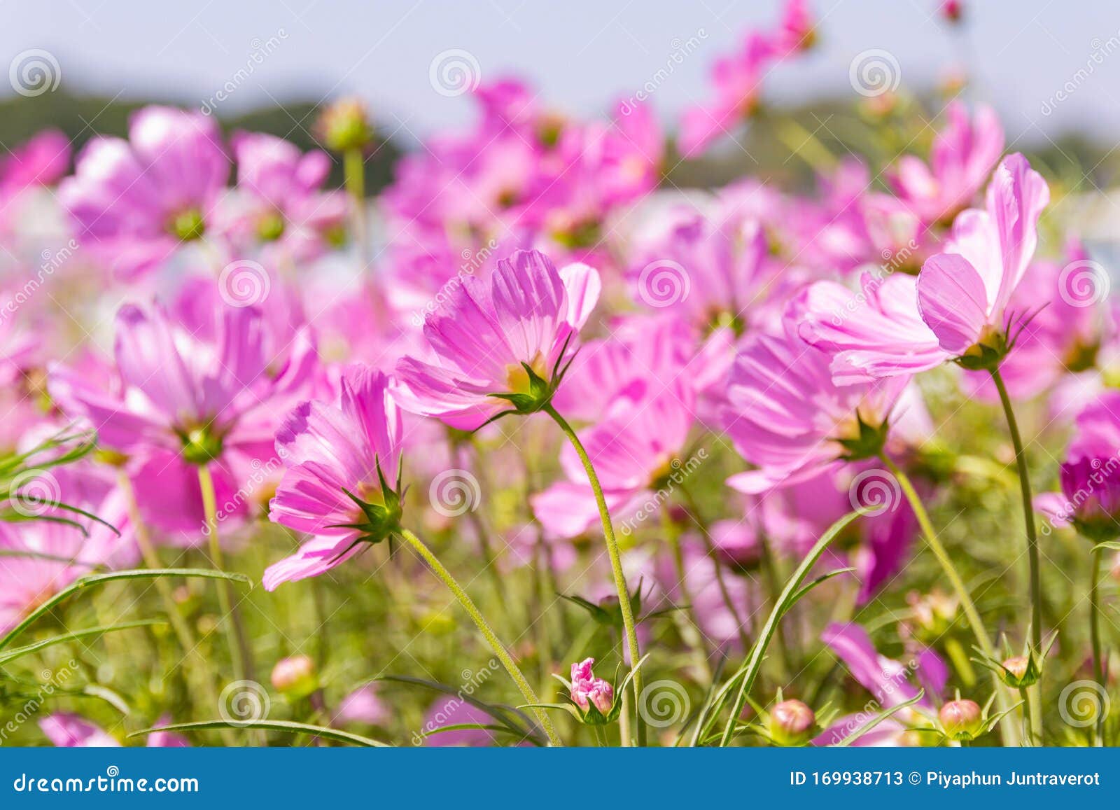 Close Up Beautiful Flower Cosmos Bipinnatus Flower Stock Image Image Of Close Macro 169938713
