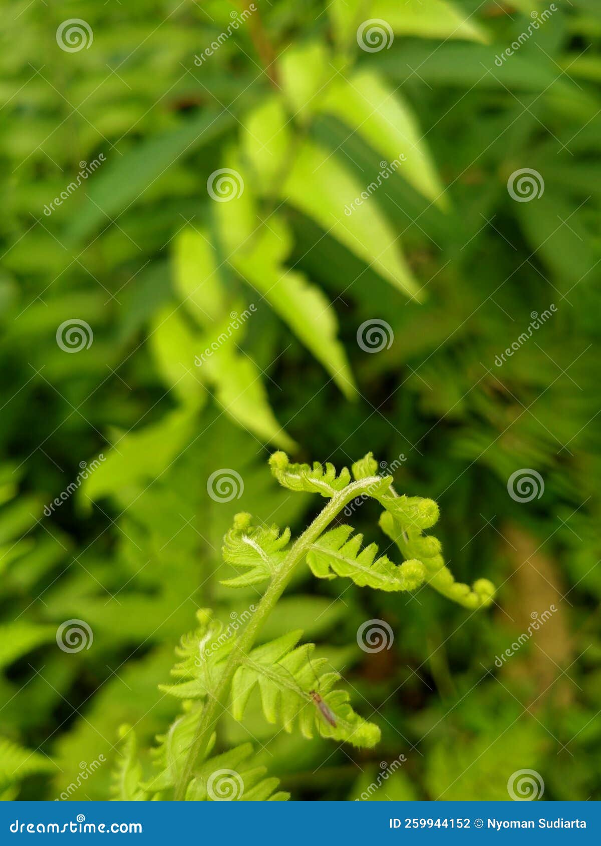Close Up of Beautiful Fern Shoots Stock Photo - Image of close, shrub ...