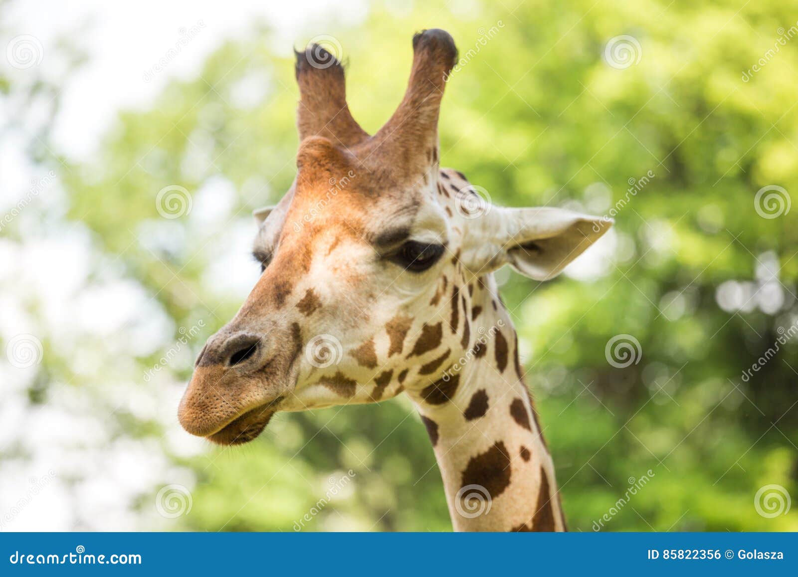Close Up of Beautiful Giraffe Stock Photo - Image of baby, head: 85822356
