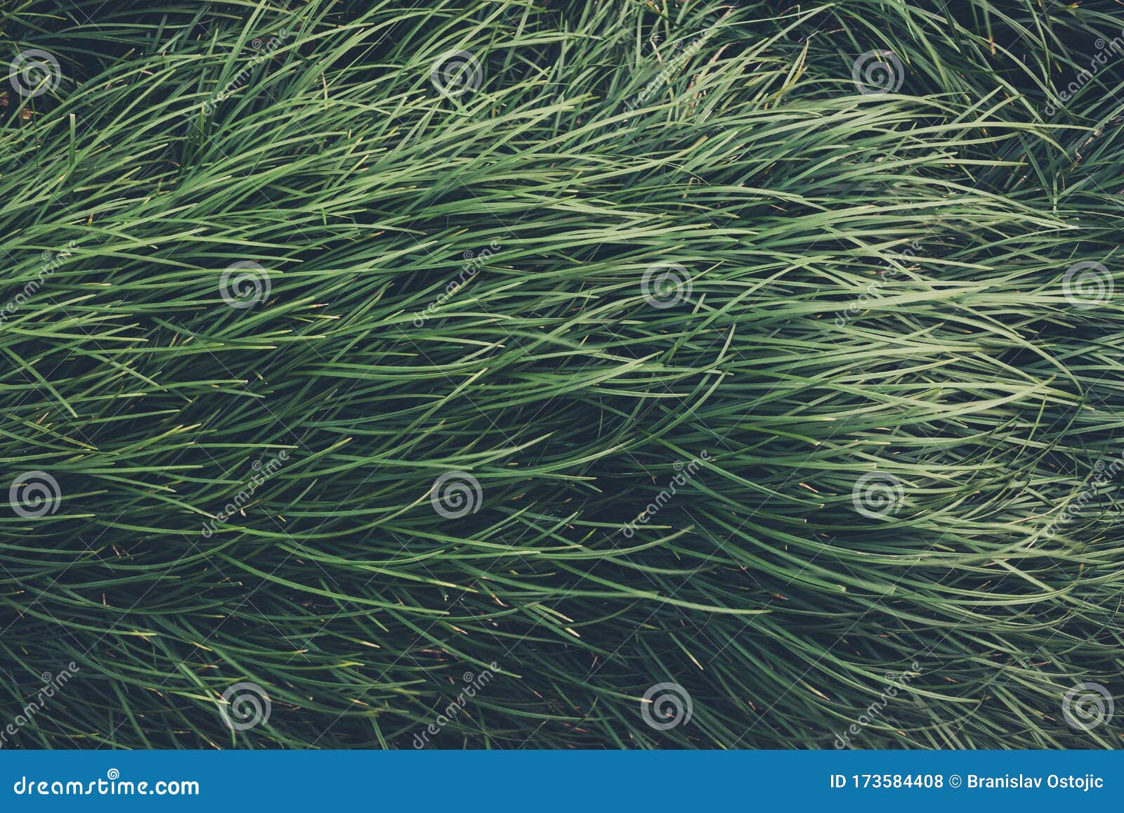 Close Up of Beautiful Green Long Grass Background Stock Photo - Image ...