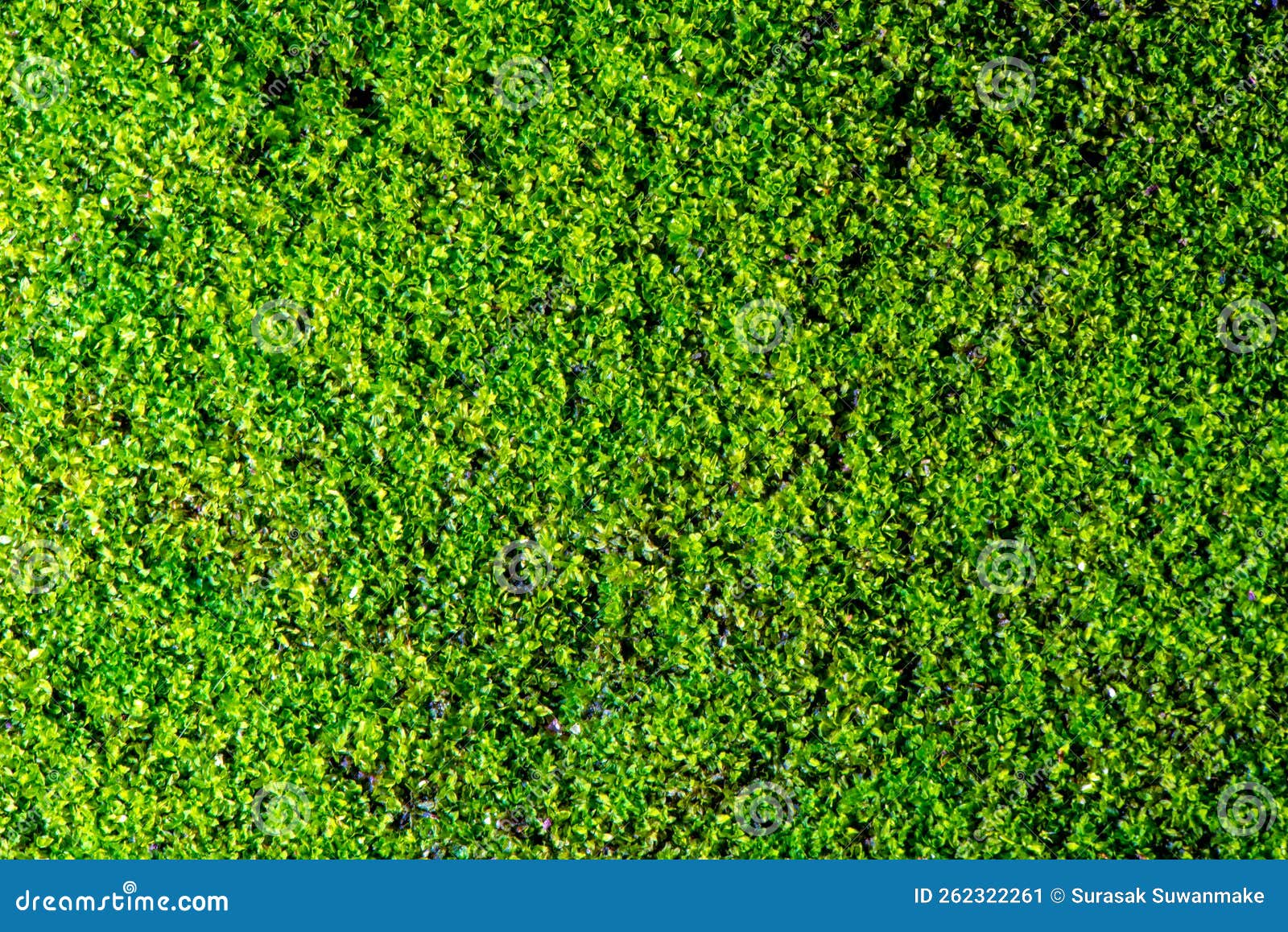 Close-up of Beautiful Green Moss on Close-up Background. Moss Macro ...