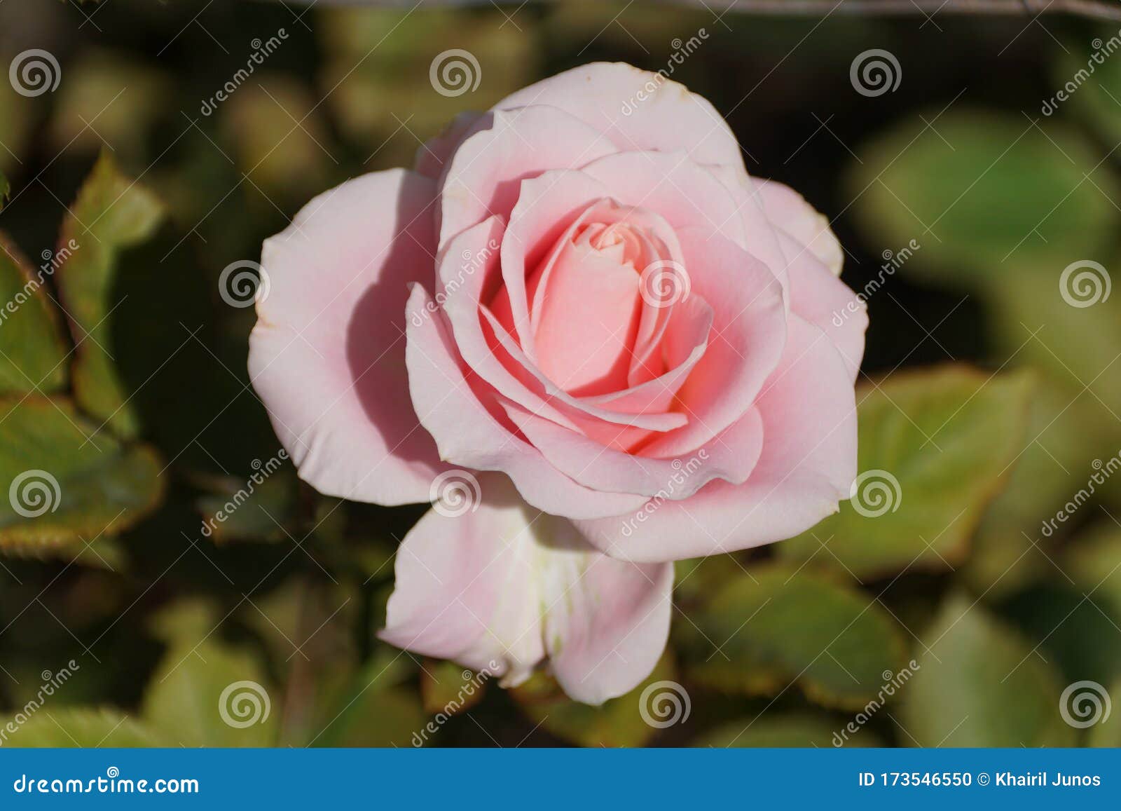 Close Up of a Beautiful Half-bloom Light Pink Rose Stock Photo - Image ...