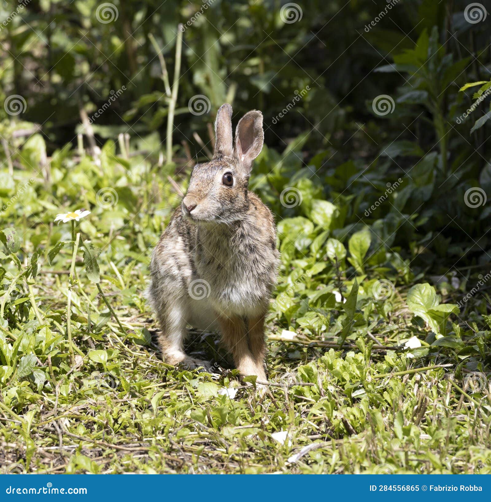 A Close-up of a Beautiful Hare on the Meadow Stock Image - Image of ...