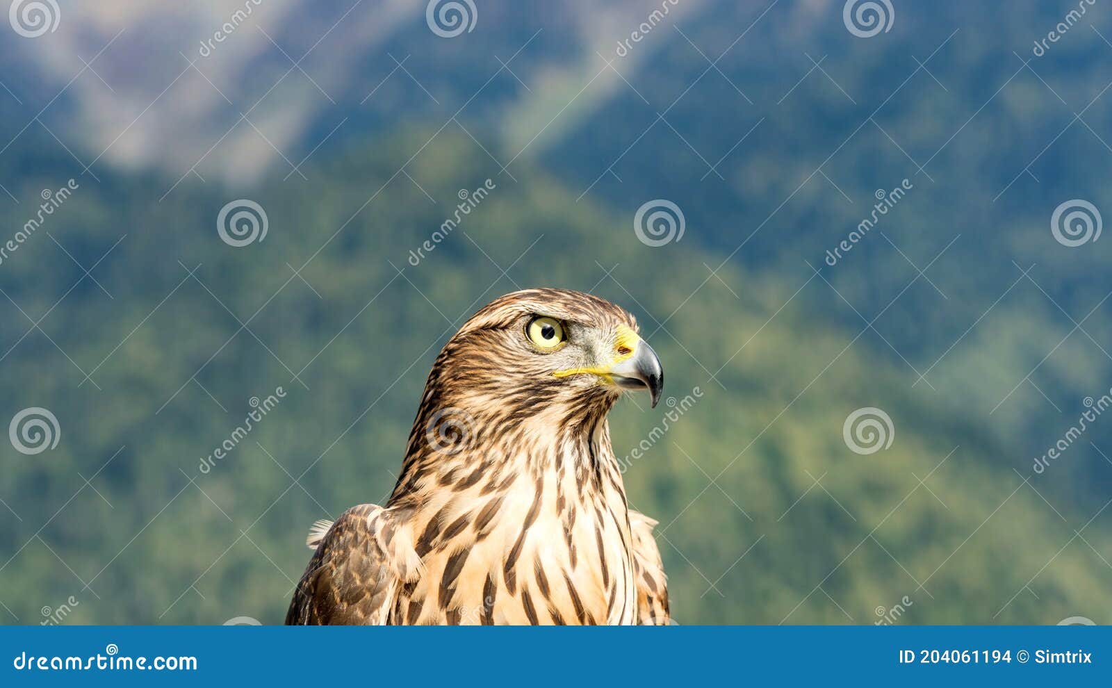 Close-up of Beautiful Hawk. Autumn in Abkhazia Stock Photo - Image of ...
