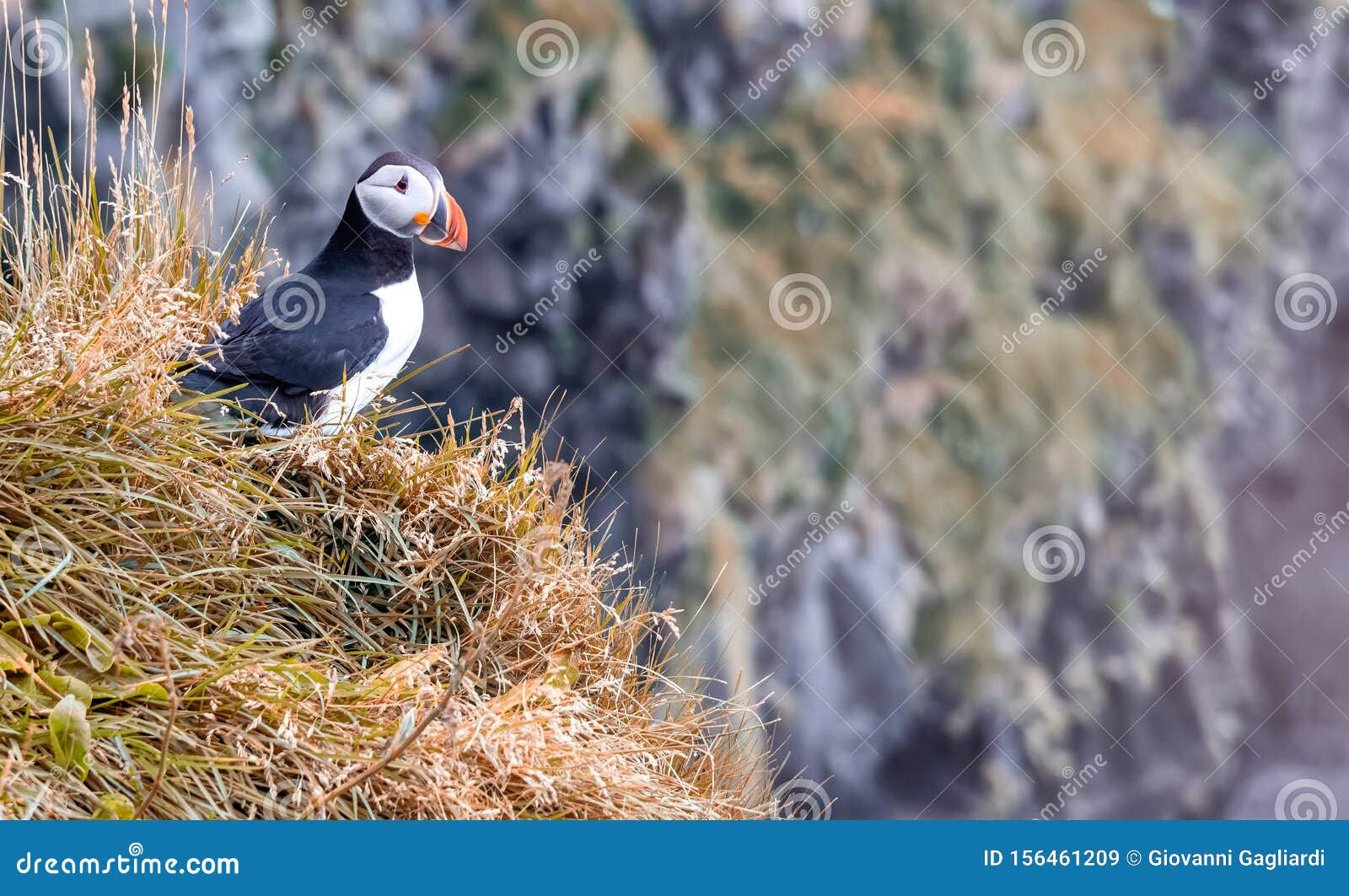Close Up of a Beautiful Icelandic Puffin on a Cliff Stock Image - Image ...