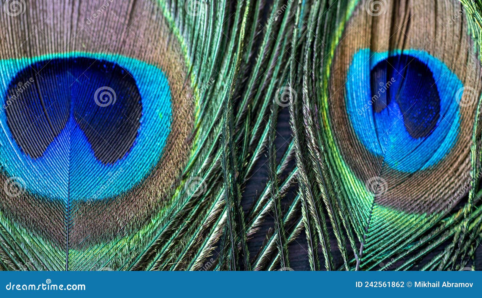 Close Up Beautiful Indian Village Peacock Features Stock Photo - Image ...