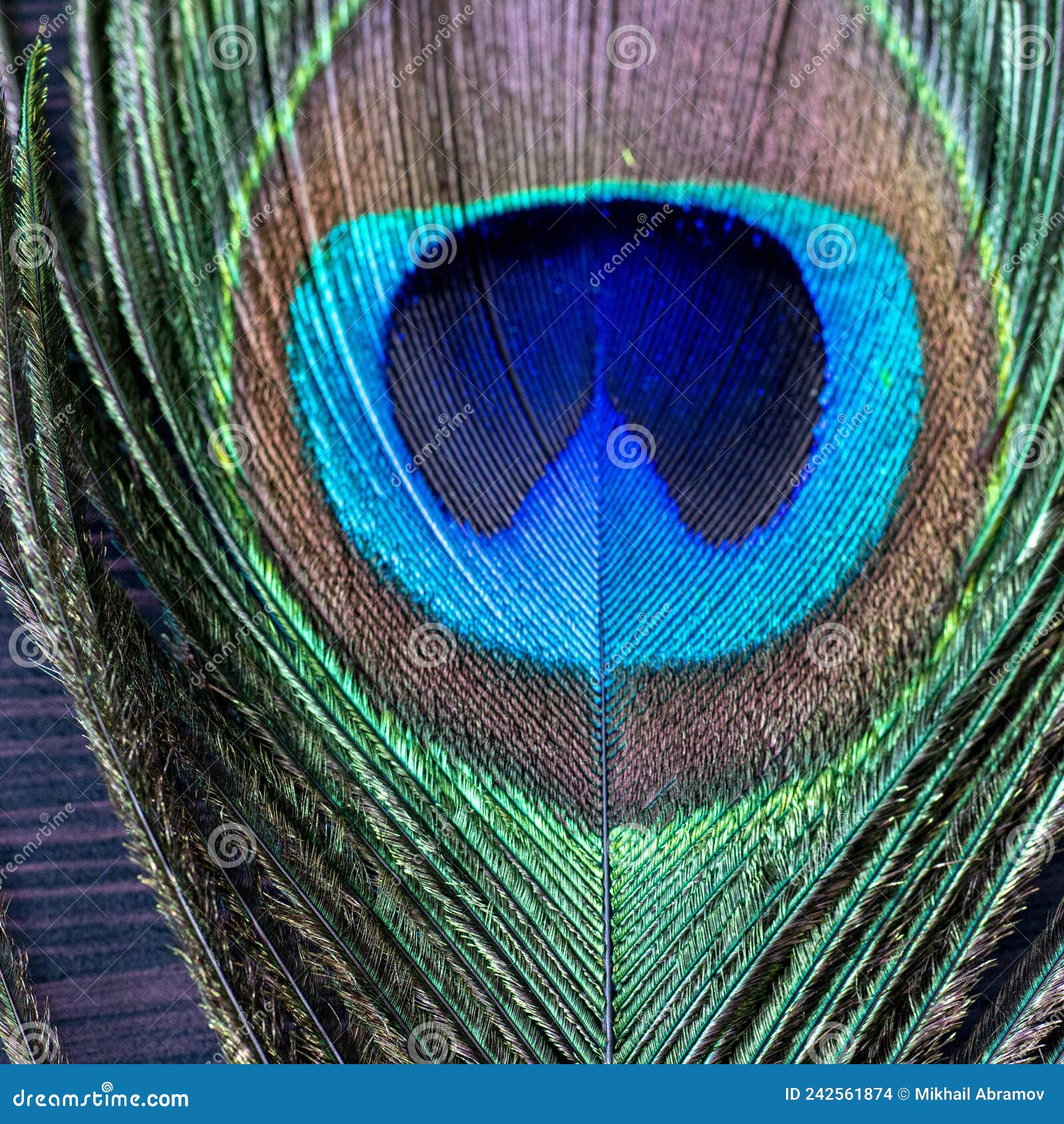 Close Up Beautiful Indian Village Peacock Features Stock Photo - Image ...
